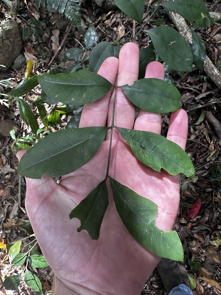 Guioa from Reesville, QLD, AU on October 28, 2023 at 02:06 PM by ...