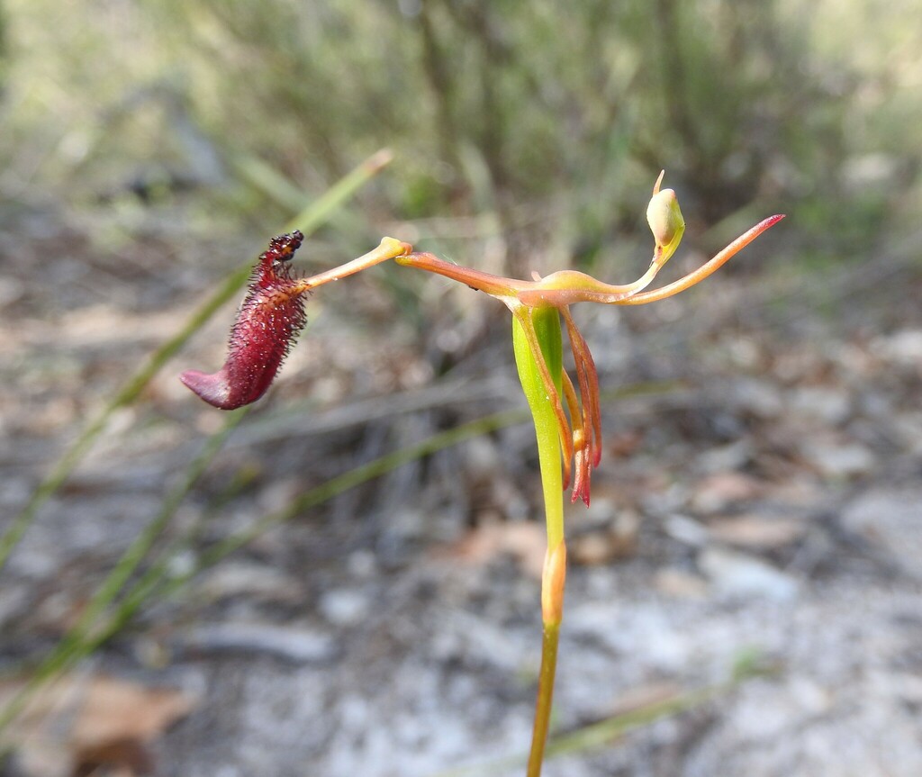 Slender Hammer Orchid from Flint WA 6302, Australia on September 26 ...