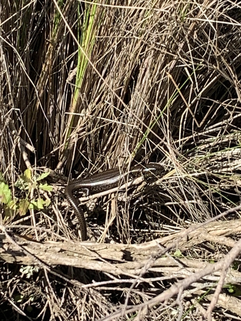 Eastern Mourning Skink in October 2023 by cunninghamskinkfanclub ...