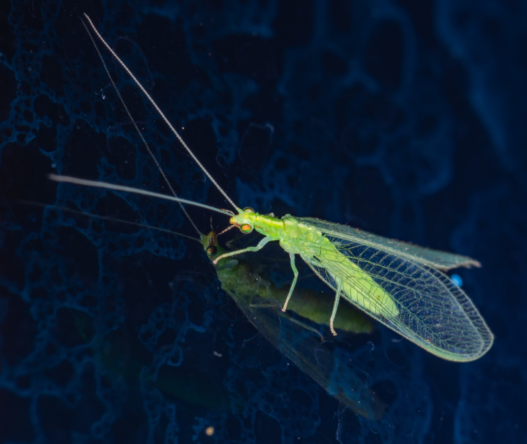 Chrysoperla externa (Hagen, 1861)