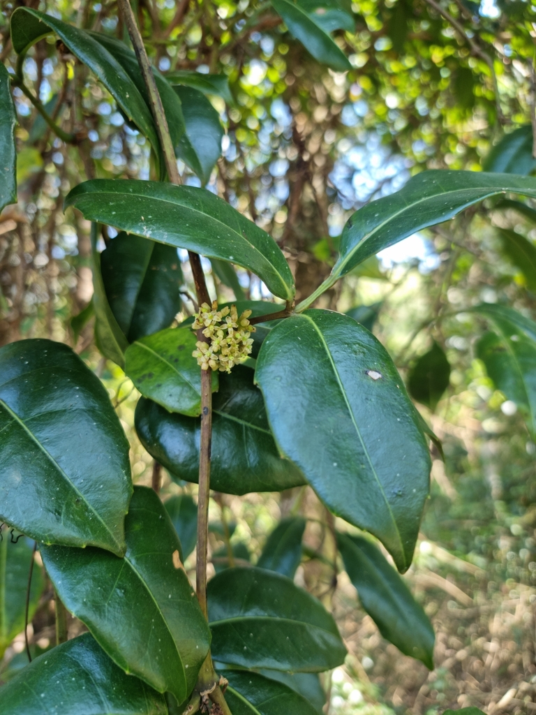 Native Grape from Limpinwood NSW 2484, Australia on October 25, 2023 at ...