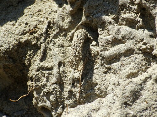 (Stenodynerus microstictus)