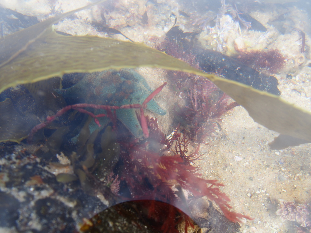 Carpet Sea Star from Green Point Rd, Angourie, NSW, AU on October 28 ...