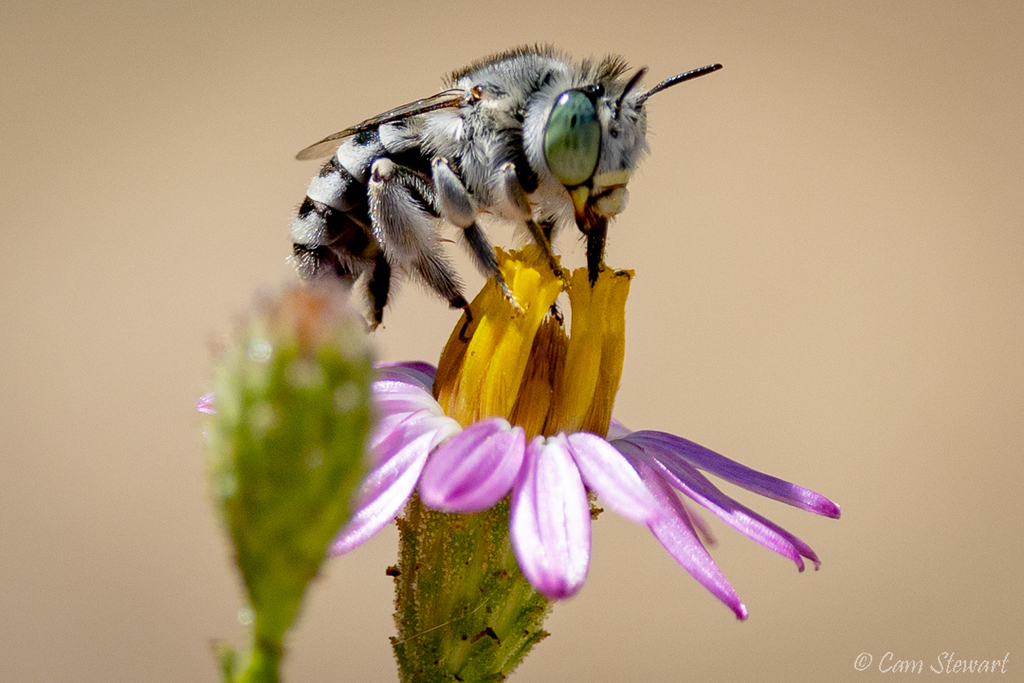 Anthophora curta from San Diego County, CA, USA on September 5, 2023 at ...