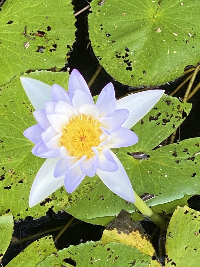 Hairy water-lily from Middle Point NT 0822, Australia on April 21, 2021 ...