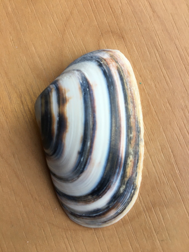 Paphies from Lower Hutt City, Wellington, New Zealand on October 28 ...