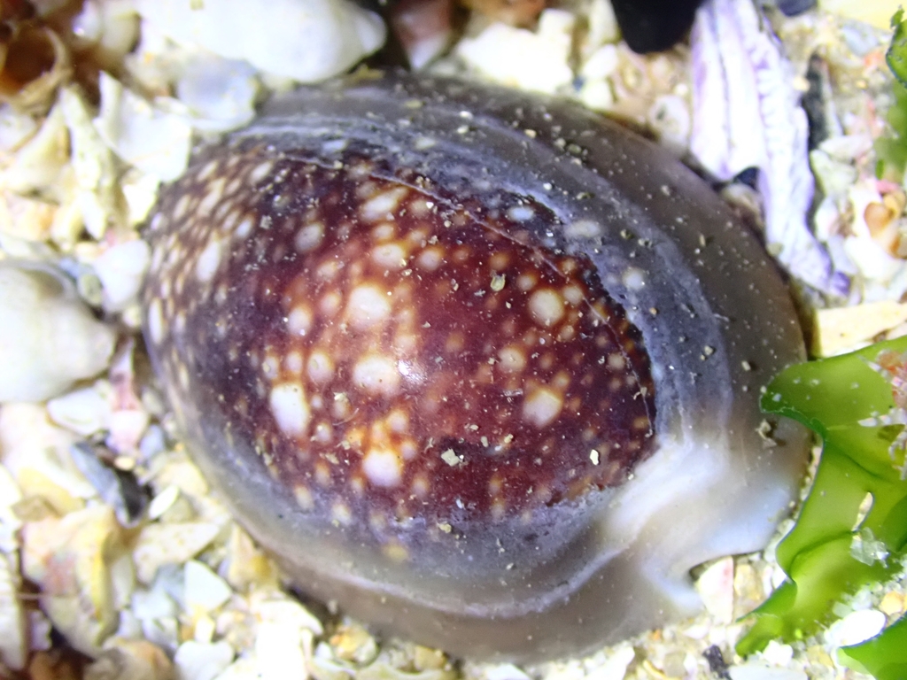 Snakehead Cowrie from Australia on October 21, 2023 at 06:08 PM by ...