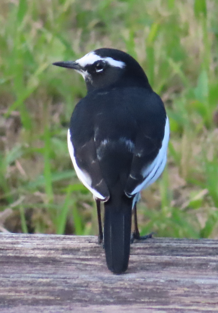 Japanese Wagtail from 3 Kyōtogyoen, Kamigyo Ward, Kyoto, 602-0881 ...