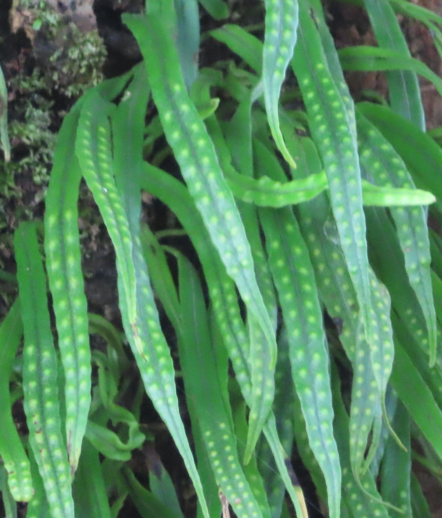 Weeping Fern from Nakagyo Ward, Kyoto, Japan on October 28, 2023 at 11: ...