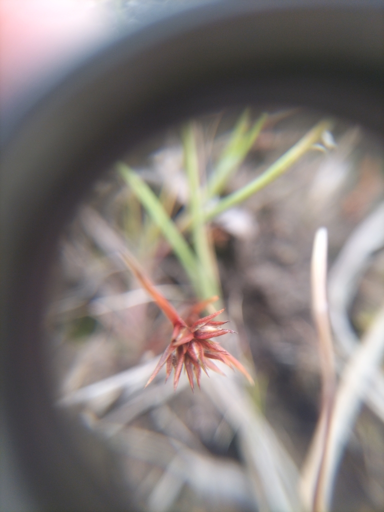 dwarf rush in October 2023 by Ben Rendell · iNaturalist