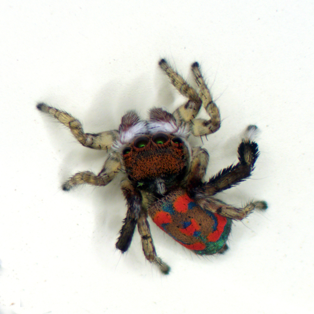 Common Peacock Spider from Gordon VIC 3345, Australia on October 27 ...