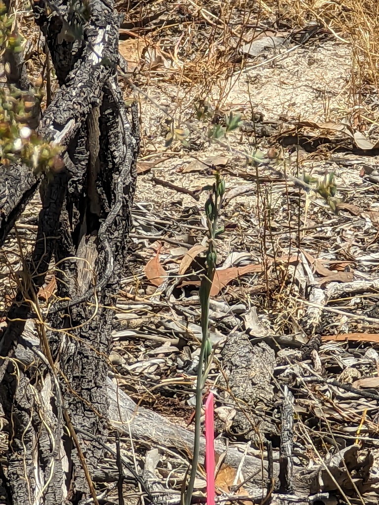 Calochilus cupreus in October 2023 by Robert Lawrence. I have included ...