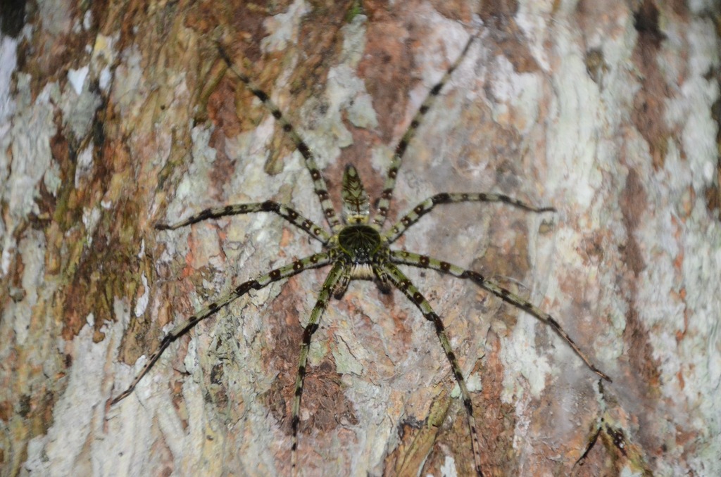 Heteropoda boiei from Sambas Regency, West Kalimantan, Indonesia on ...