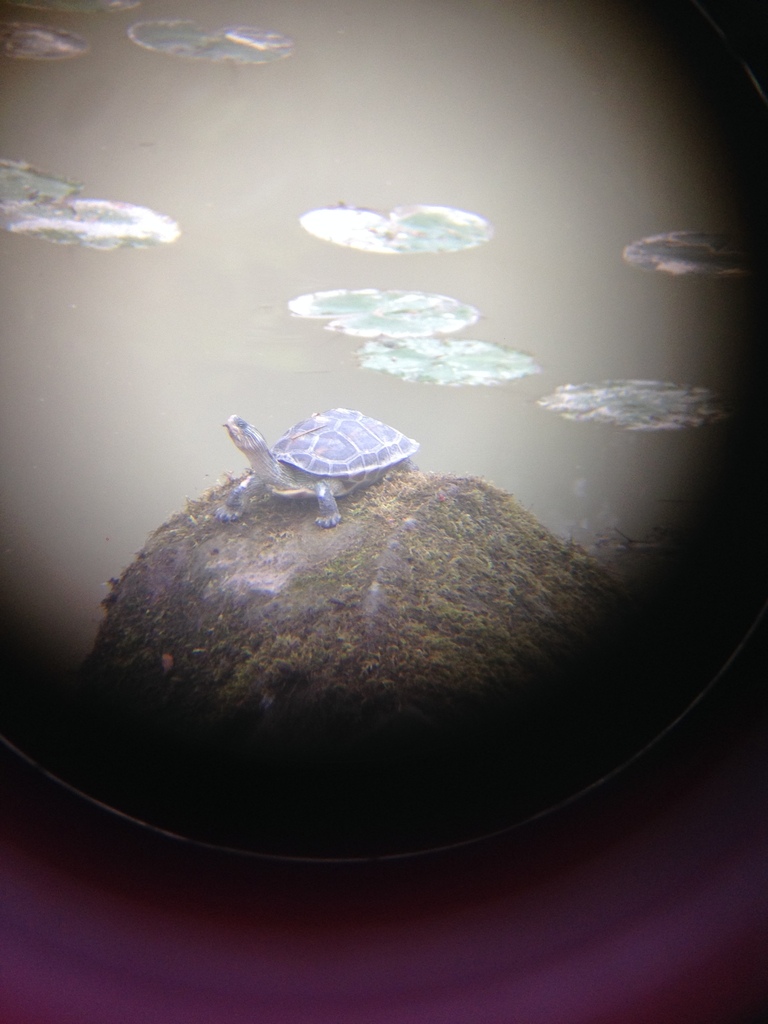 Common thread turtle in June 2018 by amicius · iNaturalist