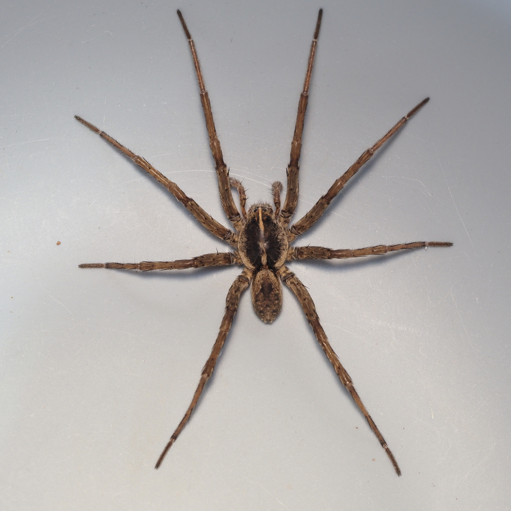 Georgia Wolf Spider from Mills County, TX, USA on October 21, 2023 at ...
