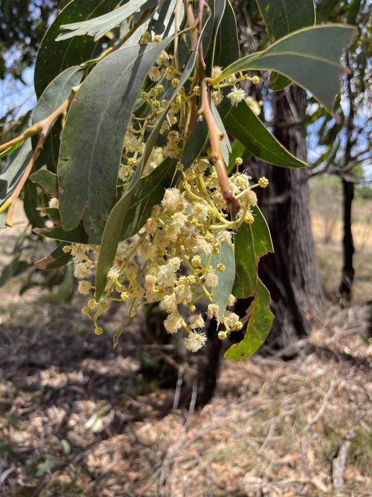 Large-leaf Hickory-wattle (Acacia falciformis) - Botanical Realm