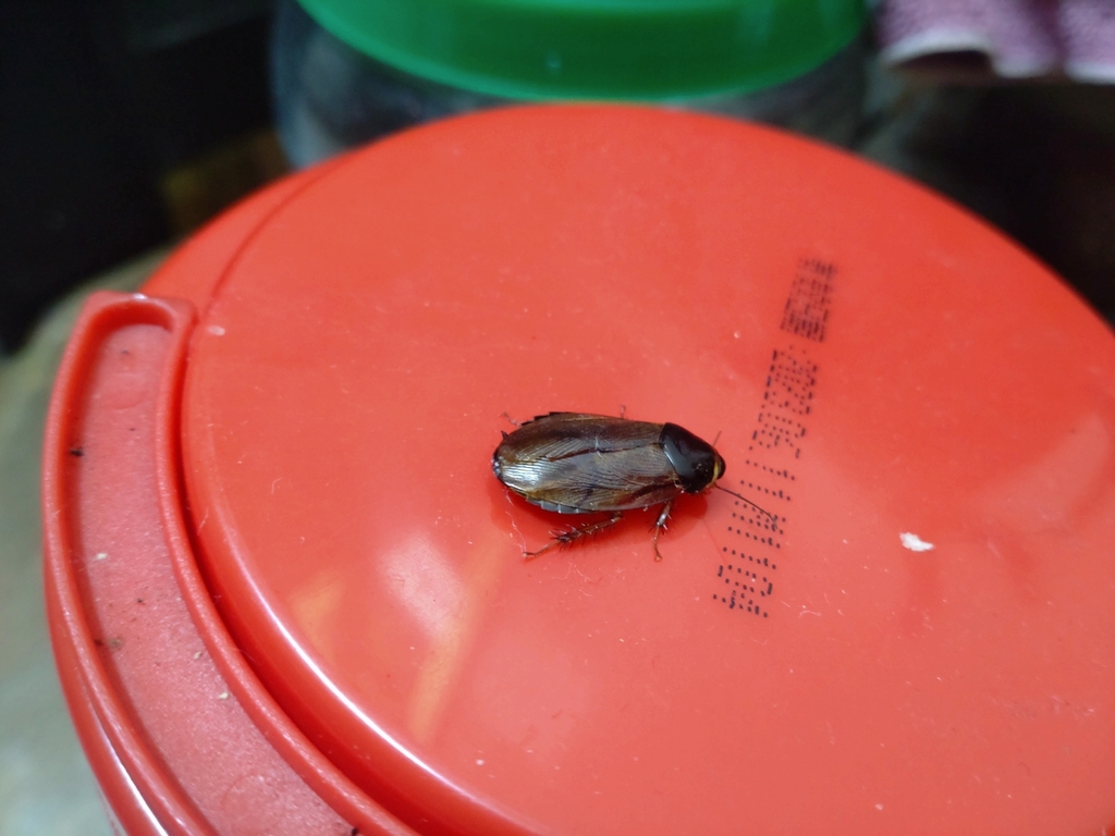 Pycnoscelus in October 2023 by 陳睿原 · iNaturalist