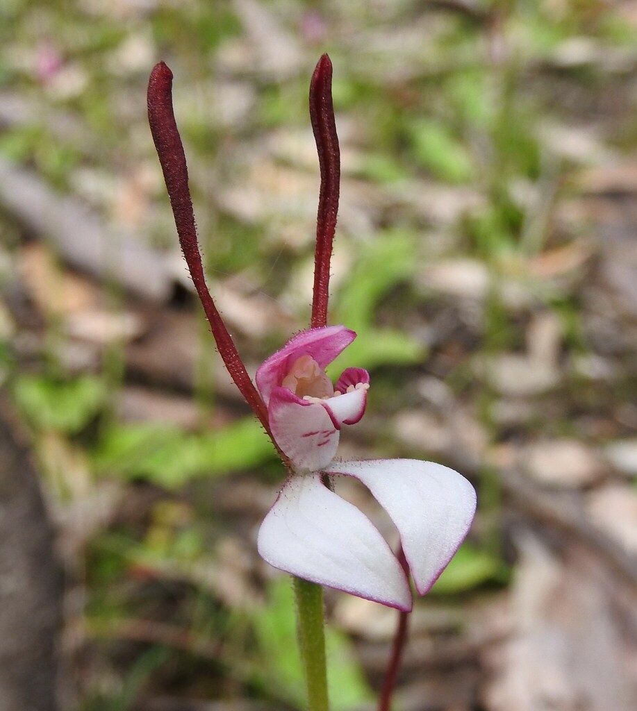 Rabbit Orchid from Flynn WA 6302, Australia on October 8, 2021 at 10:34 ...