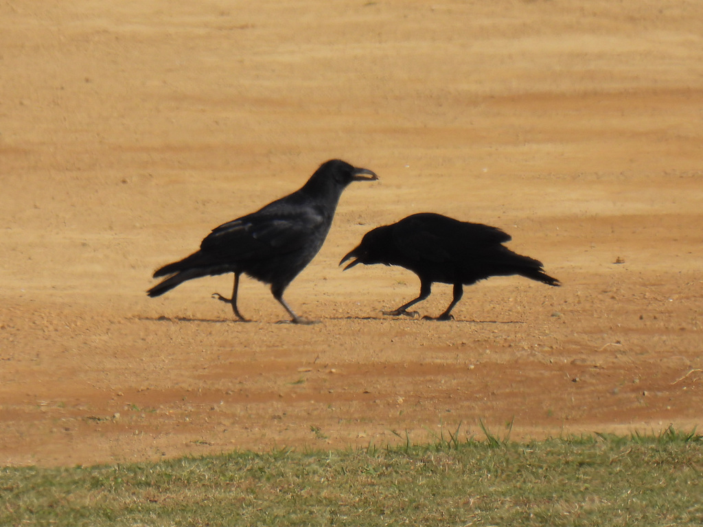 Carrion Crow from Nakahara Ward, Kawasaki, Kanagawa, Japan on October ...