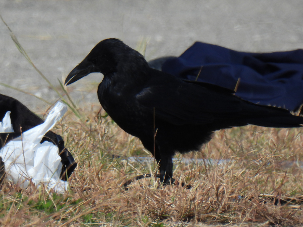 Carrion Crow from Nakahara Ward, Kawasaki, Kanagawa, Japan on October ...