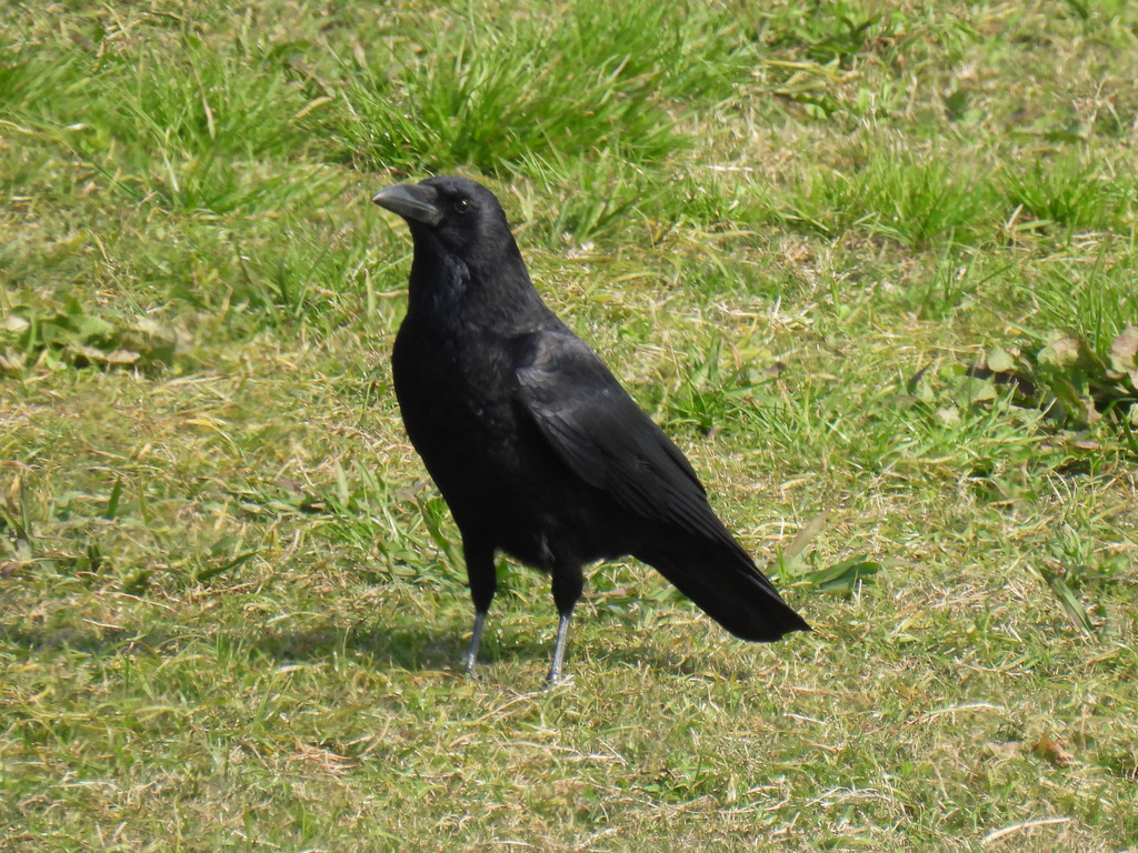 Carrion Crow from Nakahara Ward, Kawasaki, Kanagawa, Japan on October ...