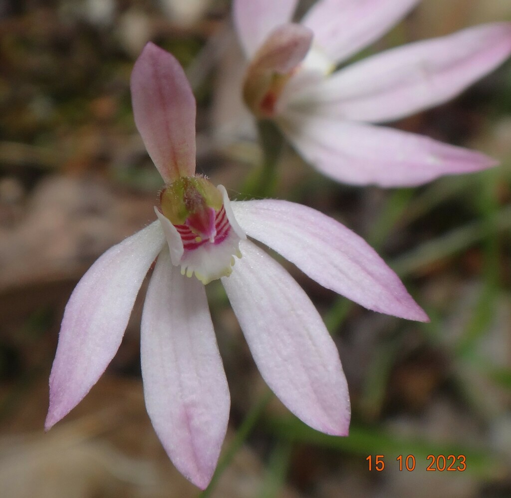 Pink Lady Fingers in October 2023 by victorianwalker · iNaturalist