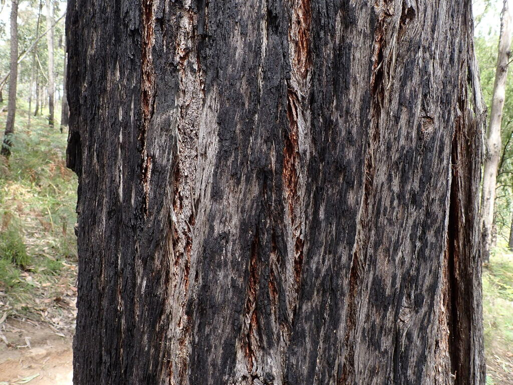 Silvertop Ash from Kalorama VIC 3766, Australia on October 28, 2023 at ...