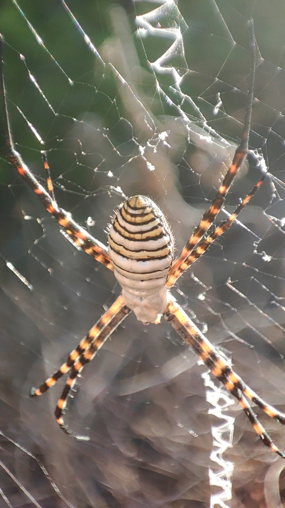 Banded Garden Spider from Triq il-Marfa, Ghadira, Il-Mellieħa, Malta on ...
