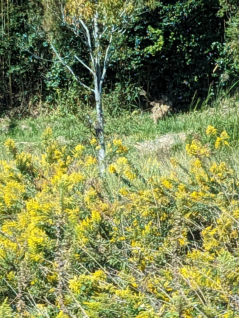 tall goldenrod from 17156 Chiran, Minamikyūshū, Kagoshima 897-0302 ...