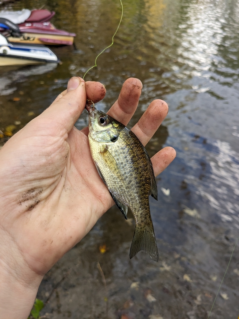 Northern Bluegill from Fox Lake on October 27, 2023 at 04:23 PM by qfc7 ...
