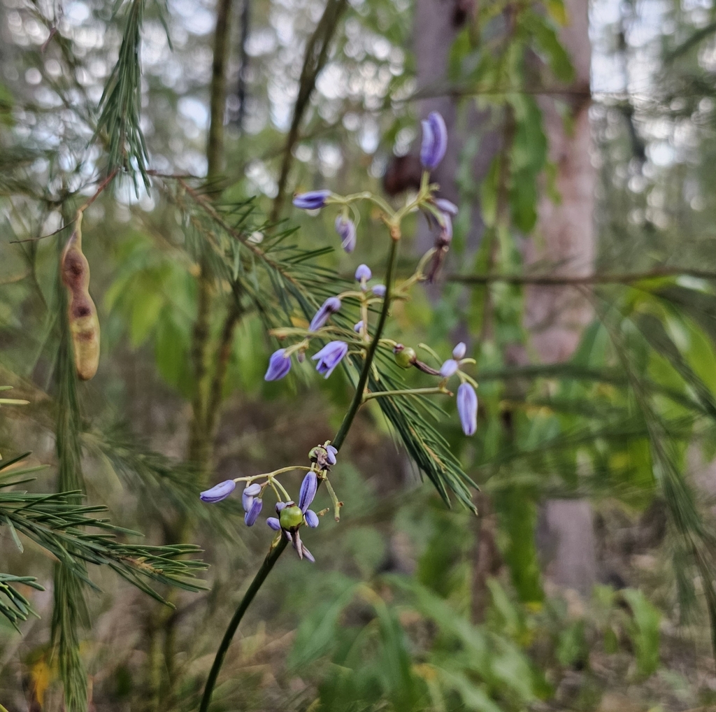 nodding blue lily from Mulgoa NSW 2745, Australia on October 28, 2023 ...