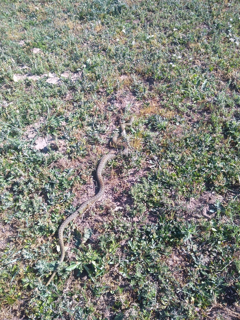 Patagonian Racer from Gral. Rodríguez, Provincia de Buenos Aires ...