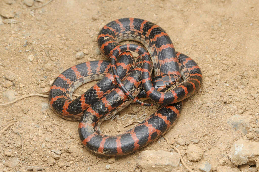 Red-banded Snake from 中国江苏省镇江市句容市 on October 14, 2023 at 08:07 PM by 虫虫 ...