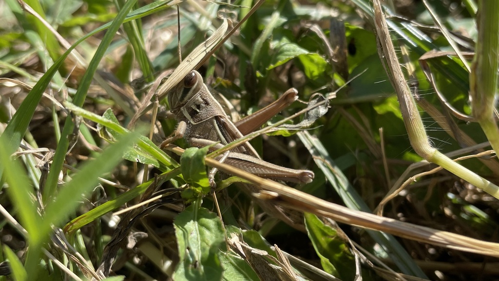 Patanga japonica in October 2023 by eggseries · iNaturalist
