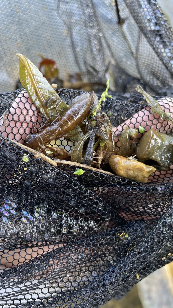 Anax julius in October 2023 by eggseries · iNaturalist