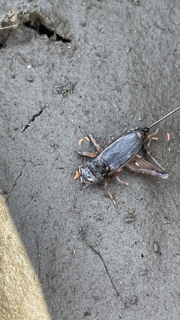 Short-legged Springtails in October 2023 by eggseries · iNaturalist