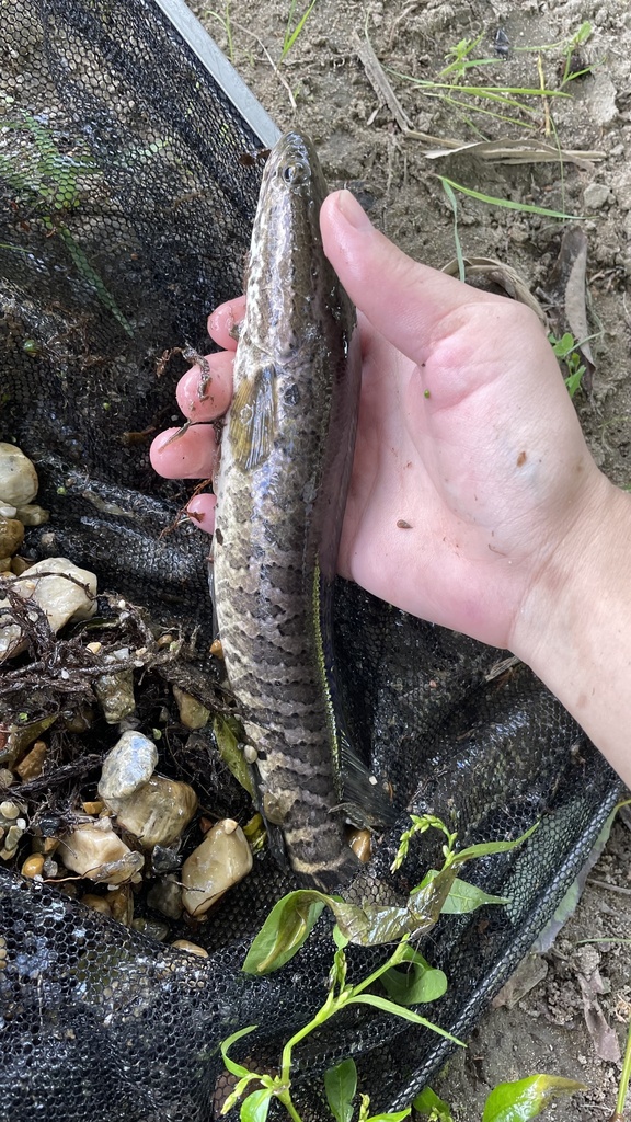 Northern Snakehead in October 2023 by eggseries · iNaturalist