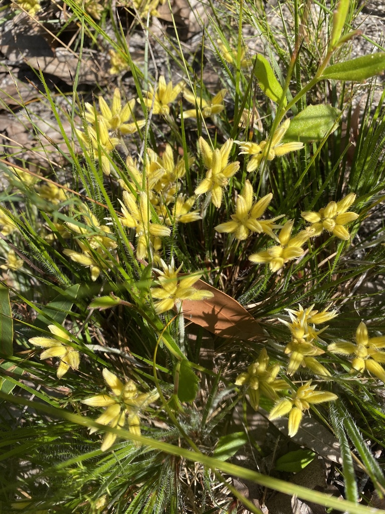 Bristly Cottonhead (Conostylis setigera) - Botanical Realm