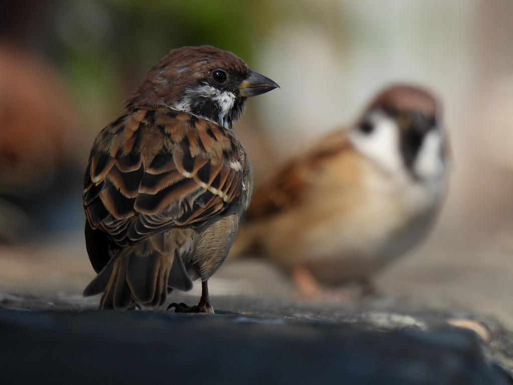 Eurasian Tree Sparrow from Ōmori, Ota City, Tokyo, Japan on October 28 ...