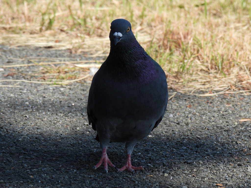 Feral Pigeon from Ōmori, Ota City, Tokyo, Japan on October 28, 2023 at ...