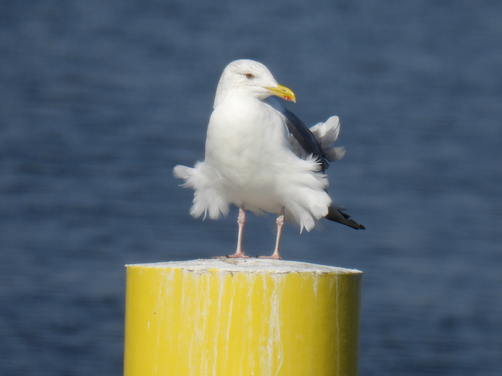 Large White-headed Gulls from Ōmori, Ota City, Tokyo, Japan on October ...