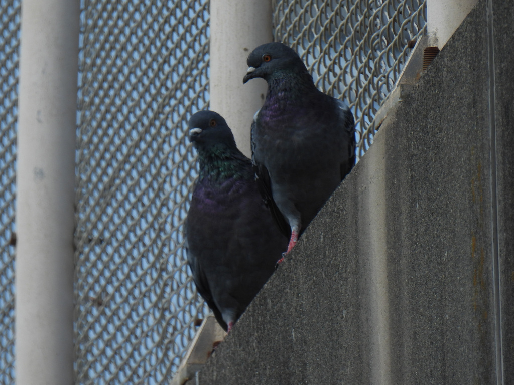 Feral Pigeon from Ōmori, Ota City, Tokyo, Japan on October 28, 2023 at ...