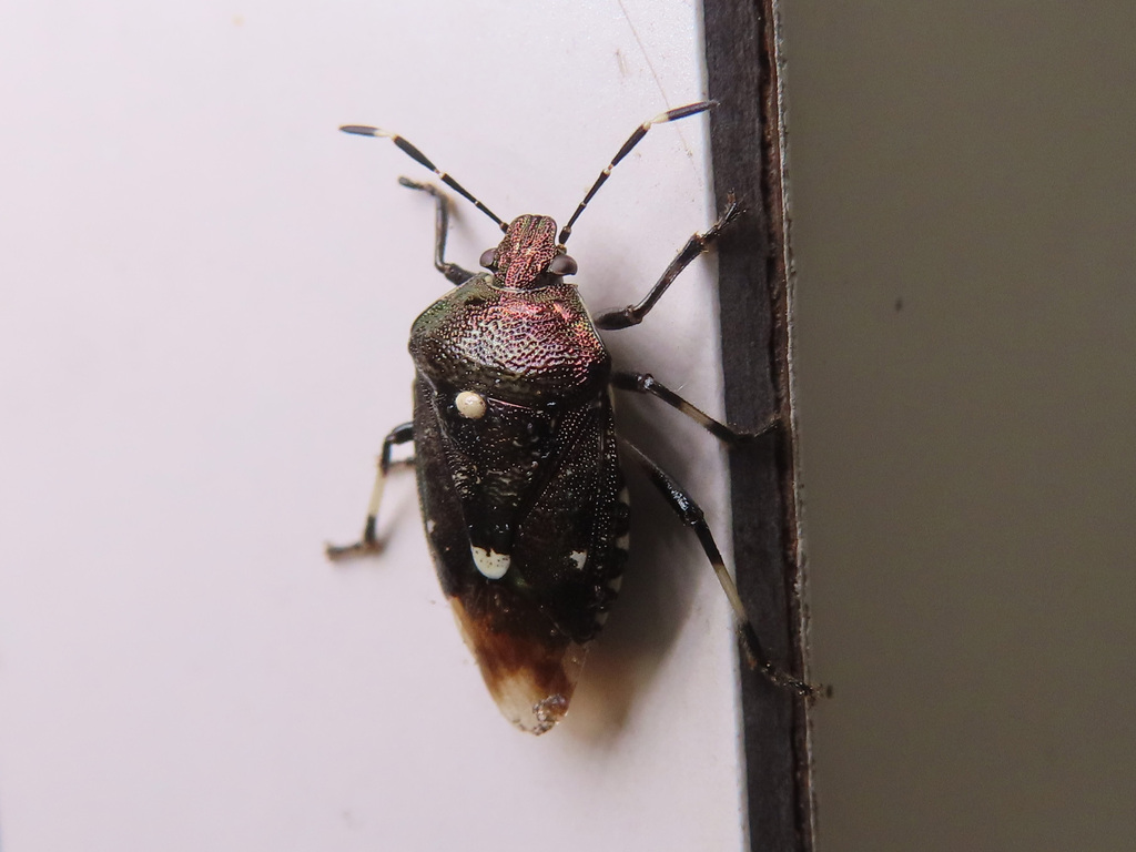 Menida disjecta from Район Ідзумі, Сендай, Мияги, Япония on October 28 ...