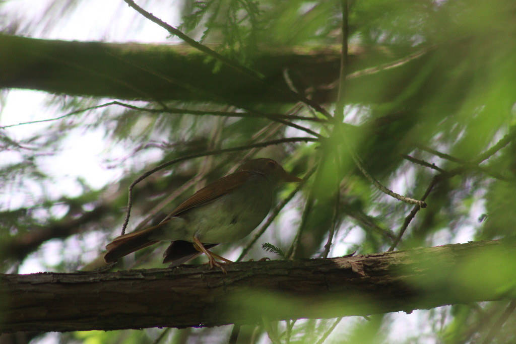 Orange-billed Nightingale-Thrush from Ixcateopan de Cuauhtémoc, Gro ...