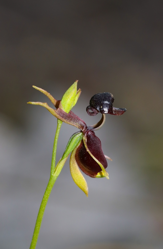 Large Flying Duck Orchid in September 2023 by James Cornelious ...