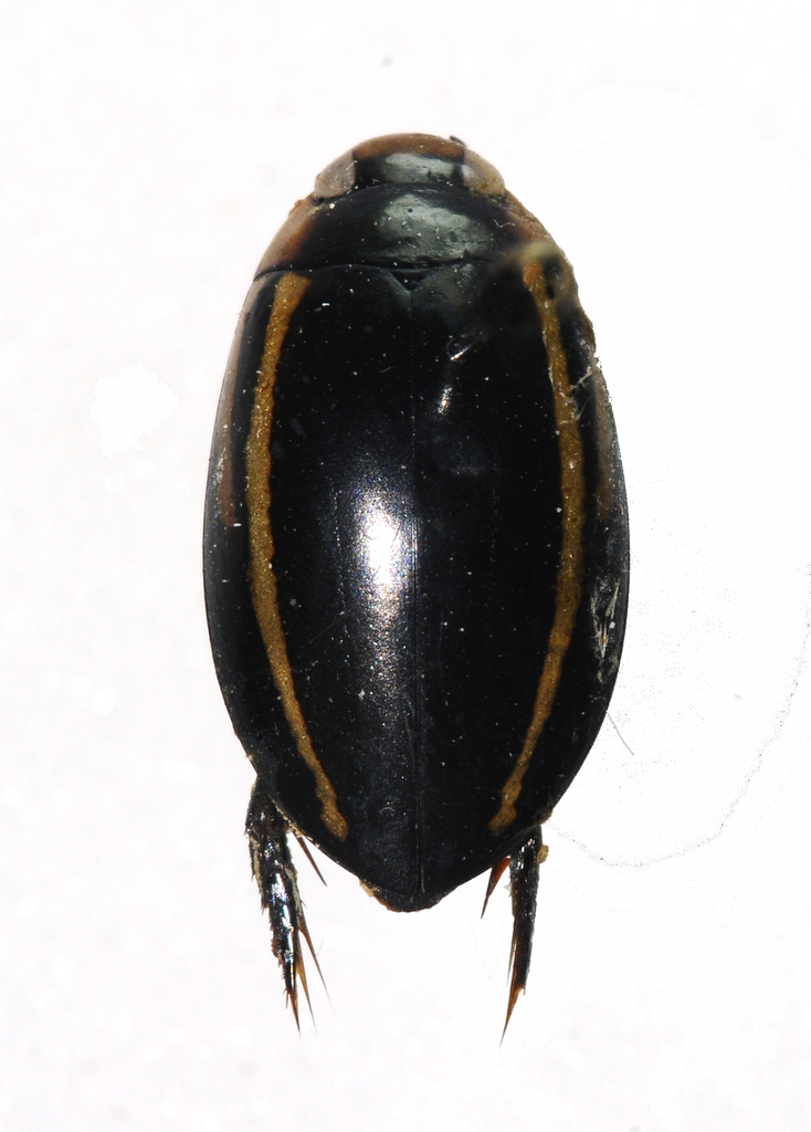 Hydaticus vittatus from Surguja Division, Chhattisgarh, India on May 16 ...