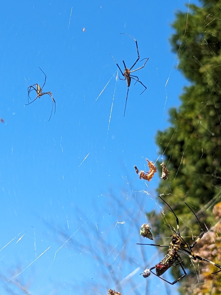 Joro Spider from 17880 Chiran, Minamikyūshū, Kagoshima 897-0302, Japan ...