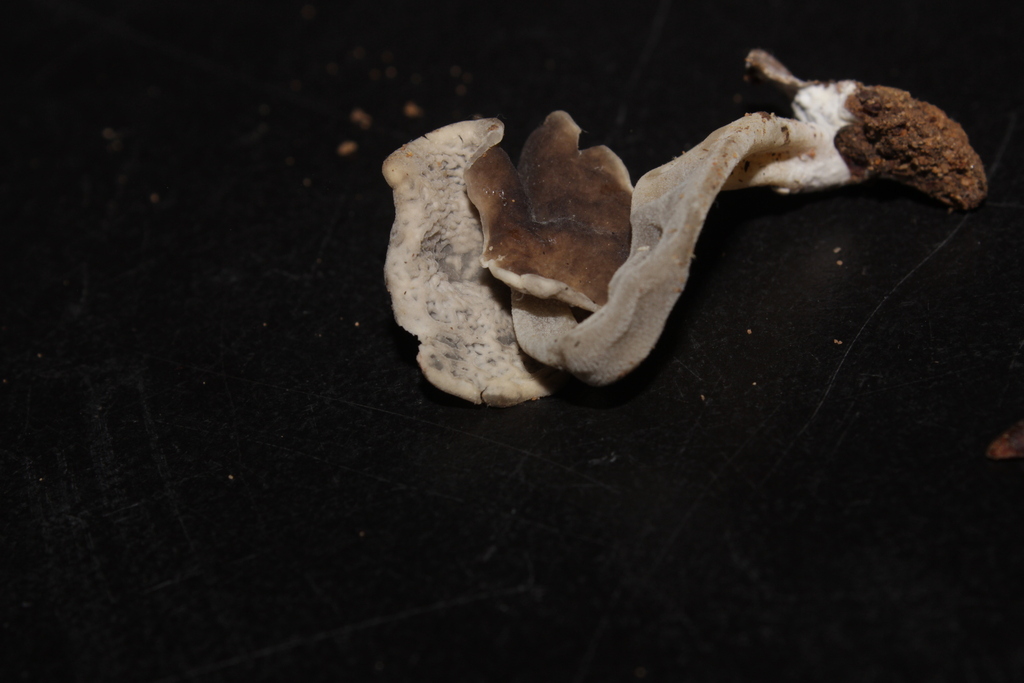 Helvella compressa from 中国湖北省武汉市武昌区 on May 13, 2023 at 10:35 PM by ...