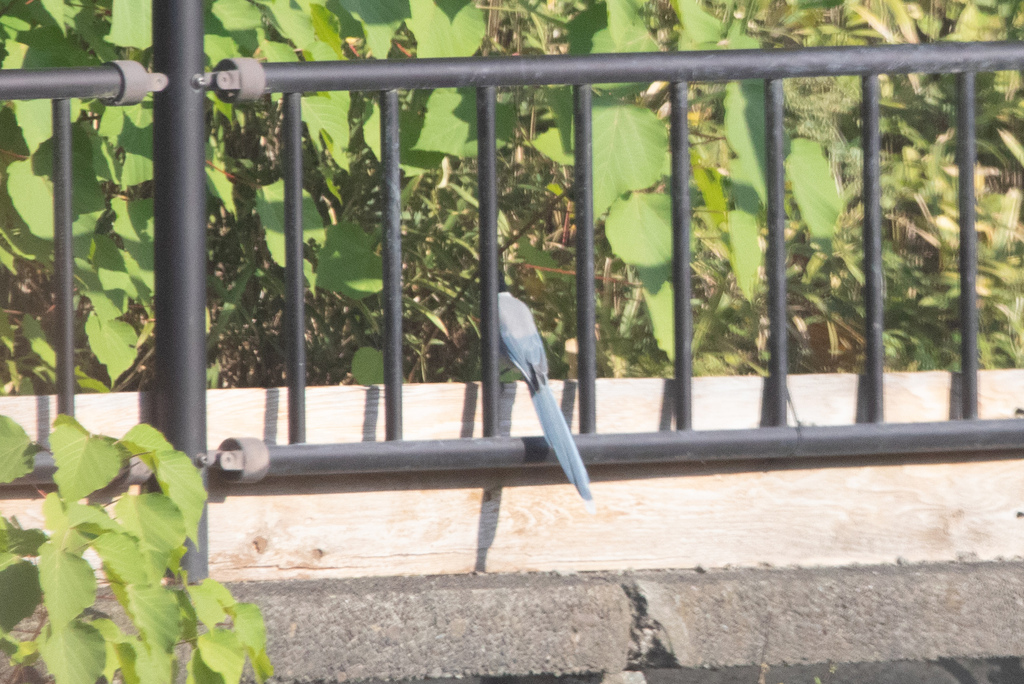 Azure-winged Magpie from Mizumotokoen, Katsushika City, Tokyo 125-0034 ...