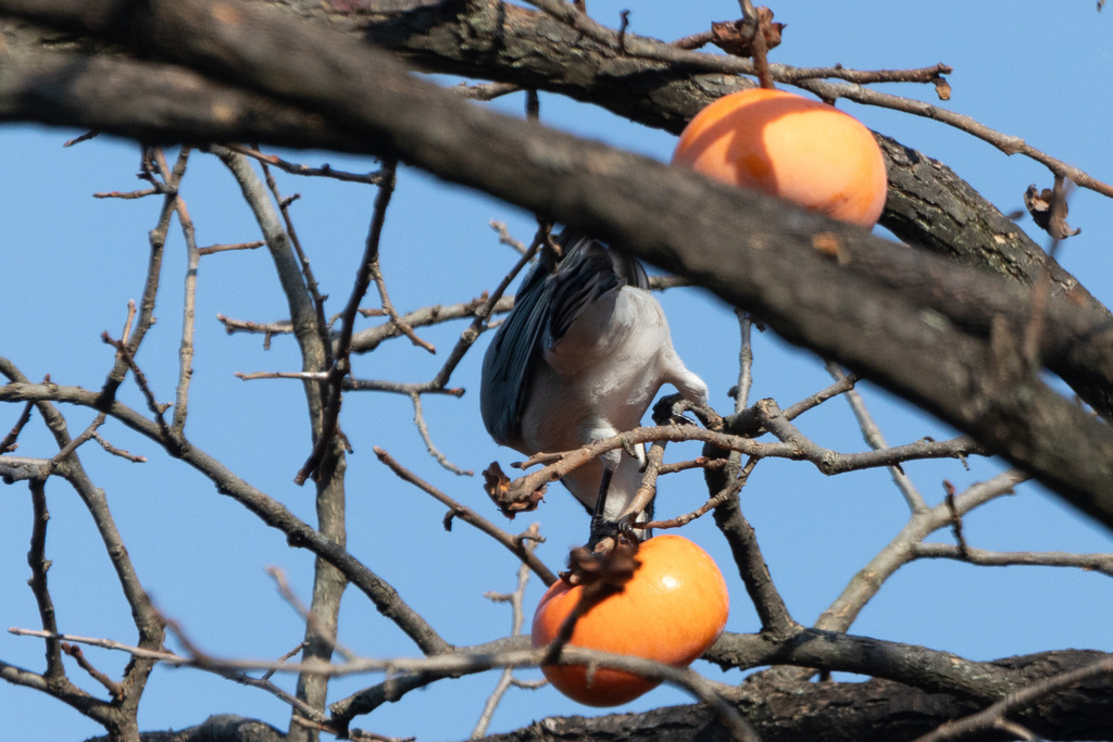 Azure-winged Magpie from Mizumotokoen, Katsushika City, Tokyo 125-0034 ...